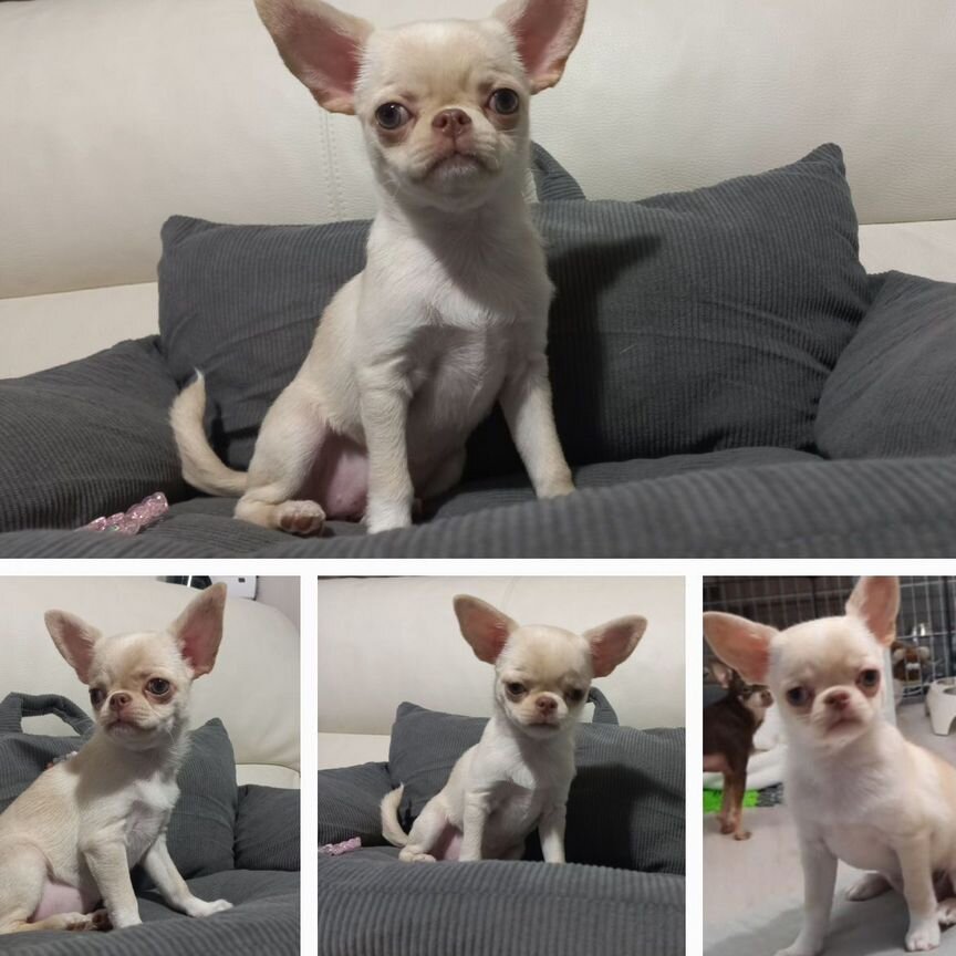 Чихуахуа, щенок