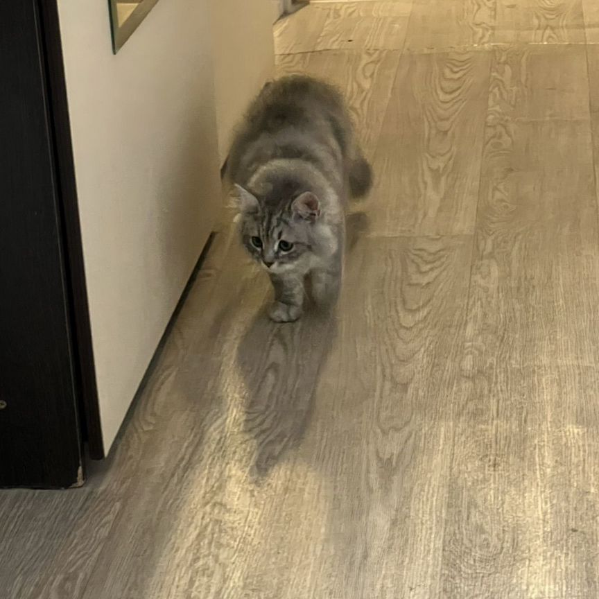 Шотландский кот