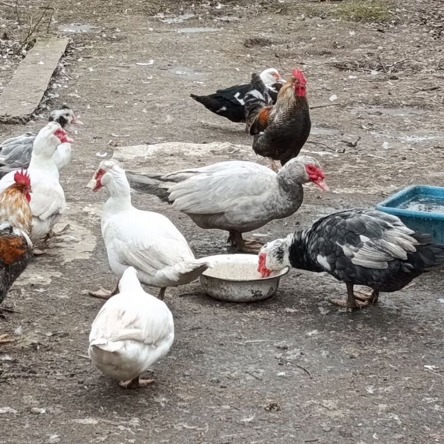 Индоутка мускусная утка