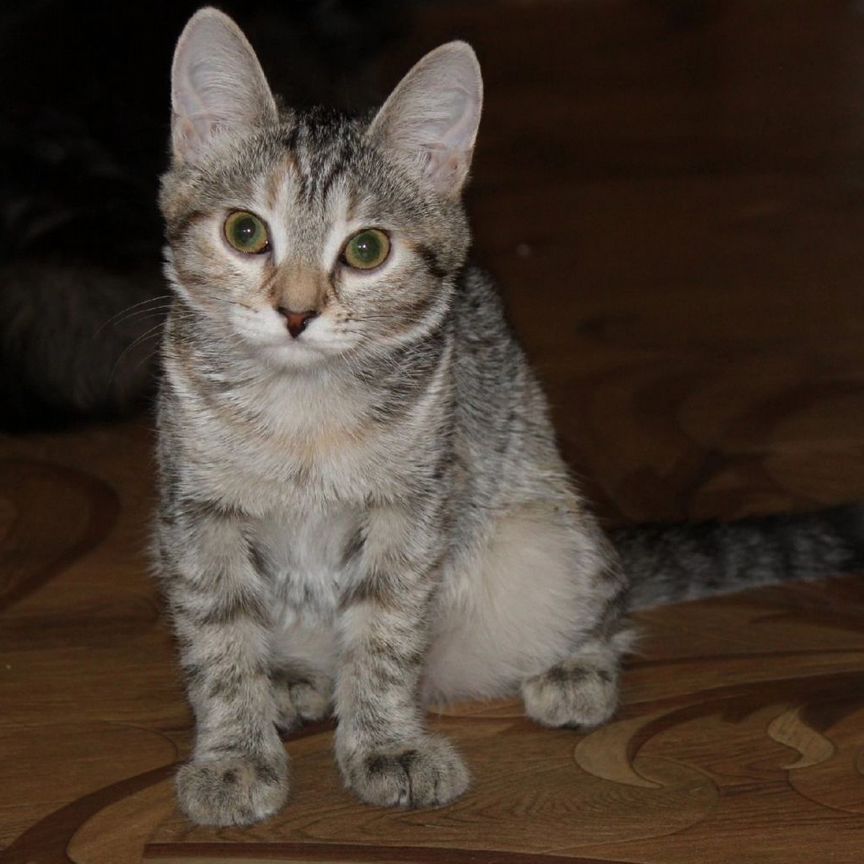 Кошечка