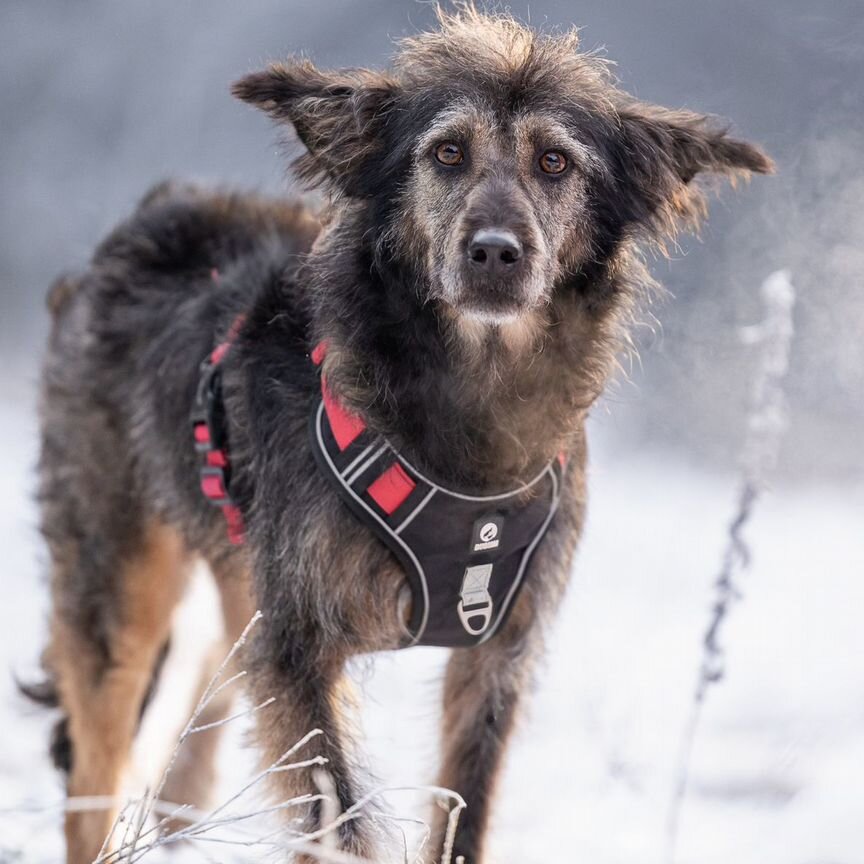 Взрослая собака в добрые руки