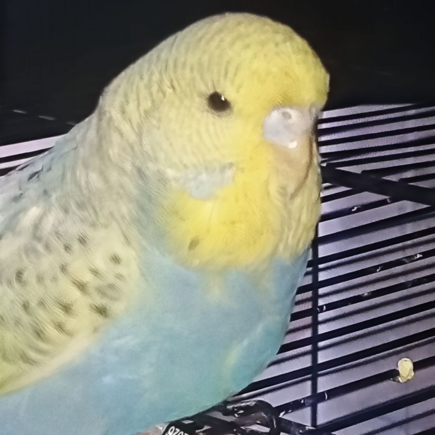 Попугай ввп чех