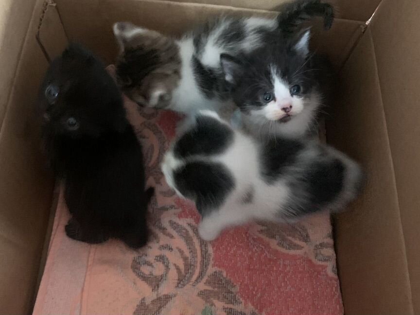 Котятки
