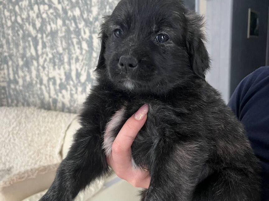 Собака в добрые руки отдам бесплатно