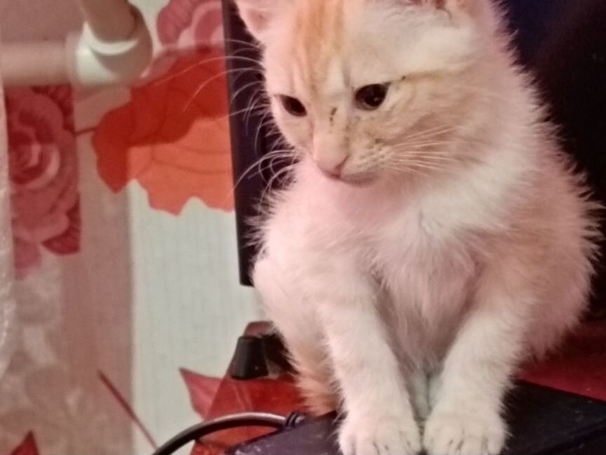 Рыжая кошечка