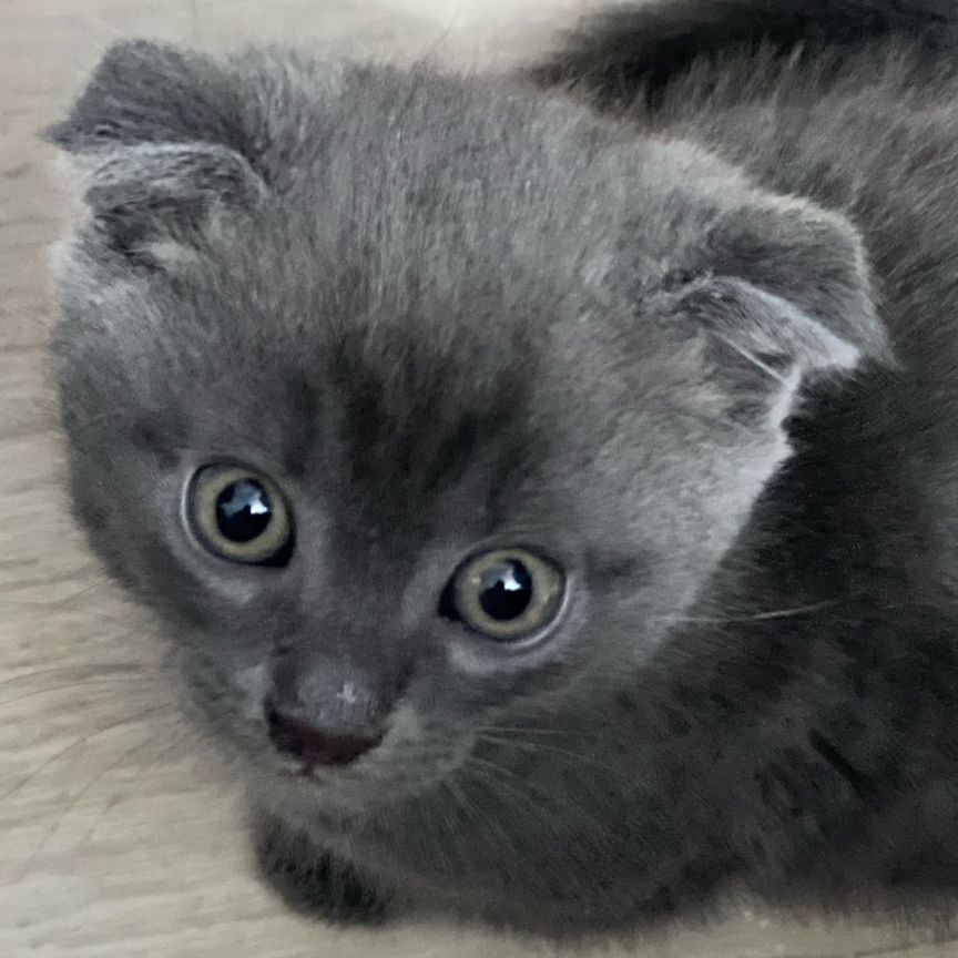 Шотландский вислоухий длинношёрстный котёнок