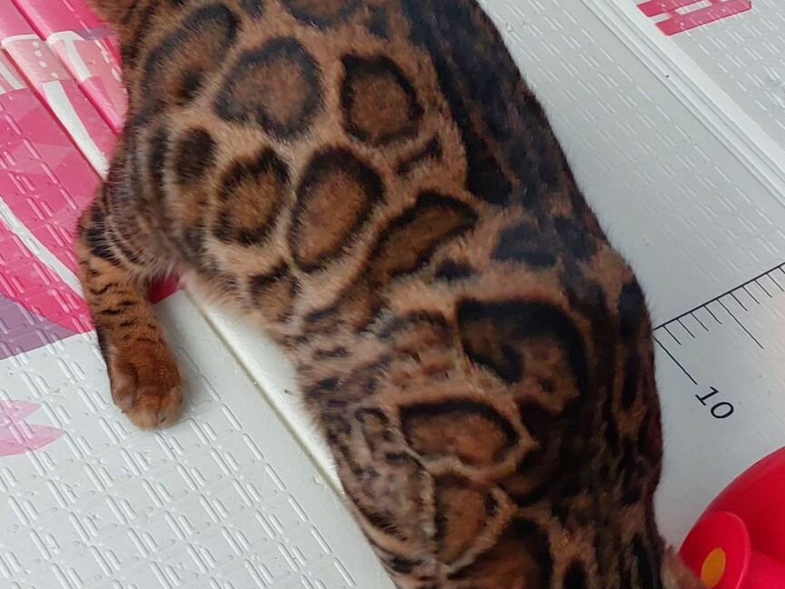 Бенгальская кошка полностью готова для разведения