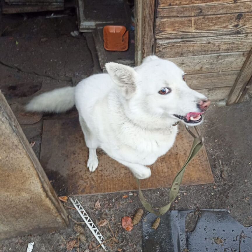 Собака в добрые руки