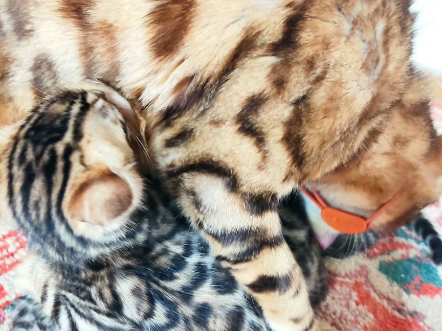 Бенгальские котята