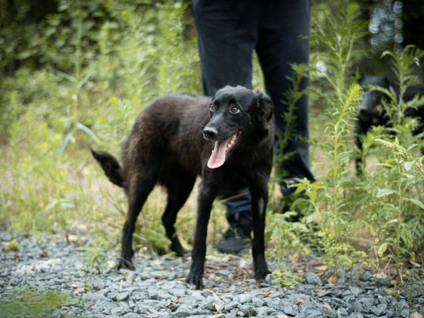 Метиска бельгийской овчарки отдам в добрые руки