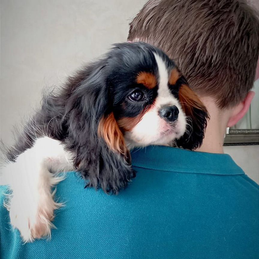 Мальчик Кавалер Кинг Чарльз спаниель