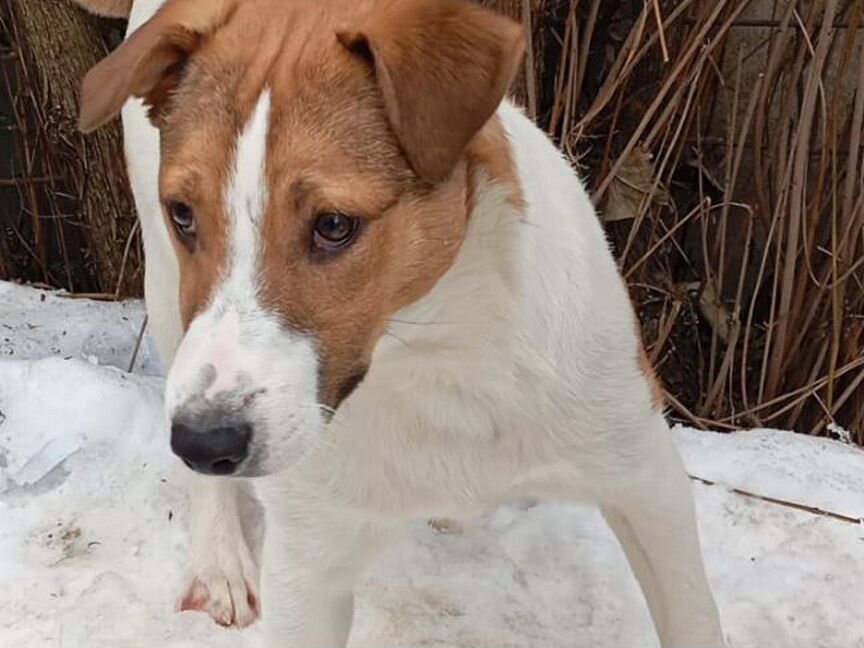 Щенок Фунтик 6 мес