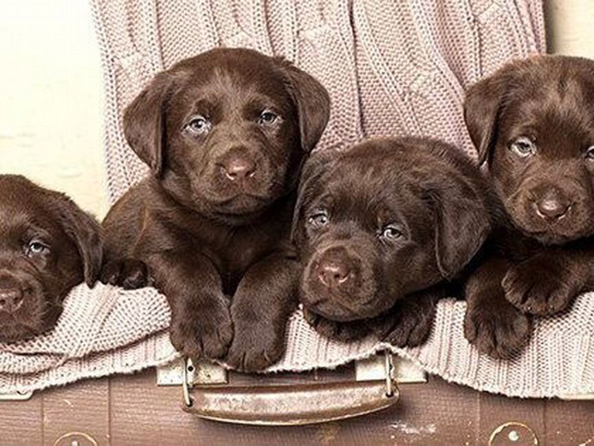 Шоколадное счастье лабрадор