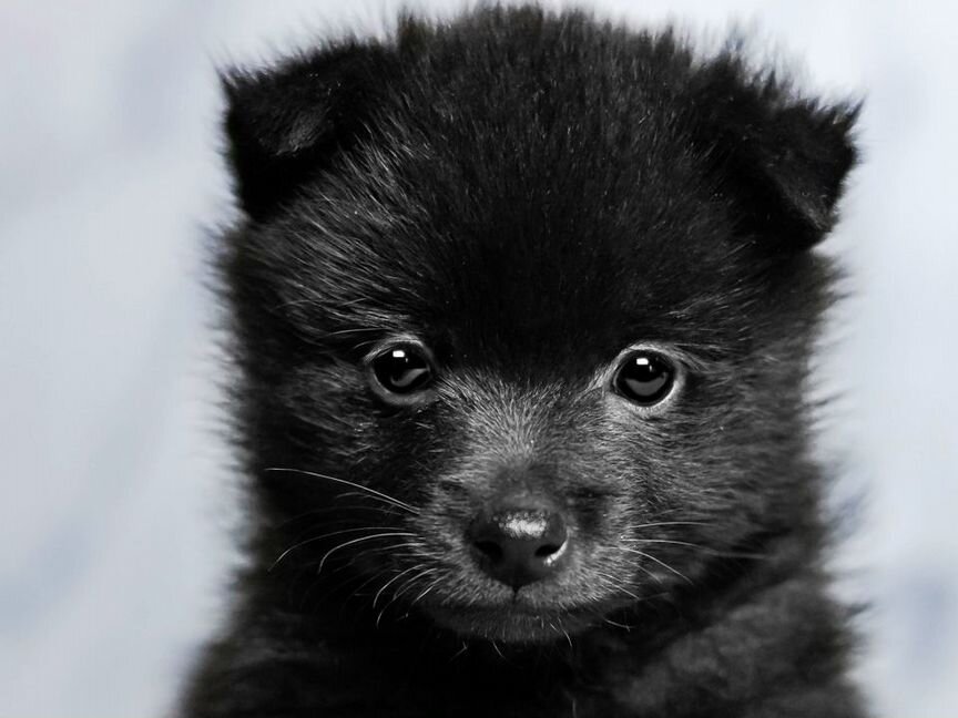 Девочка схипперке