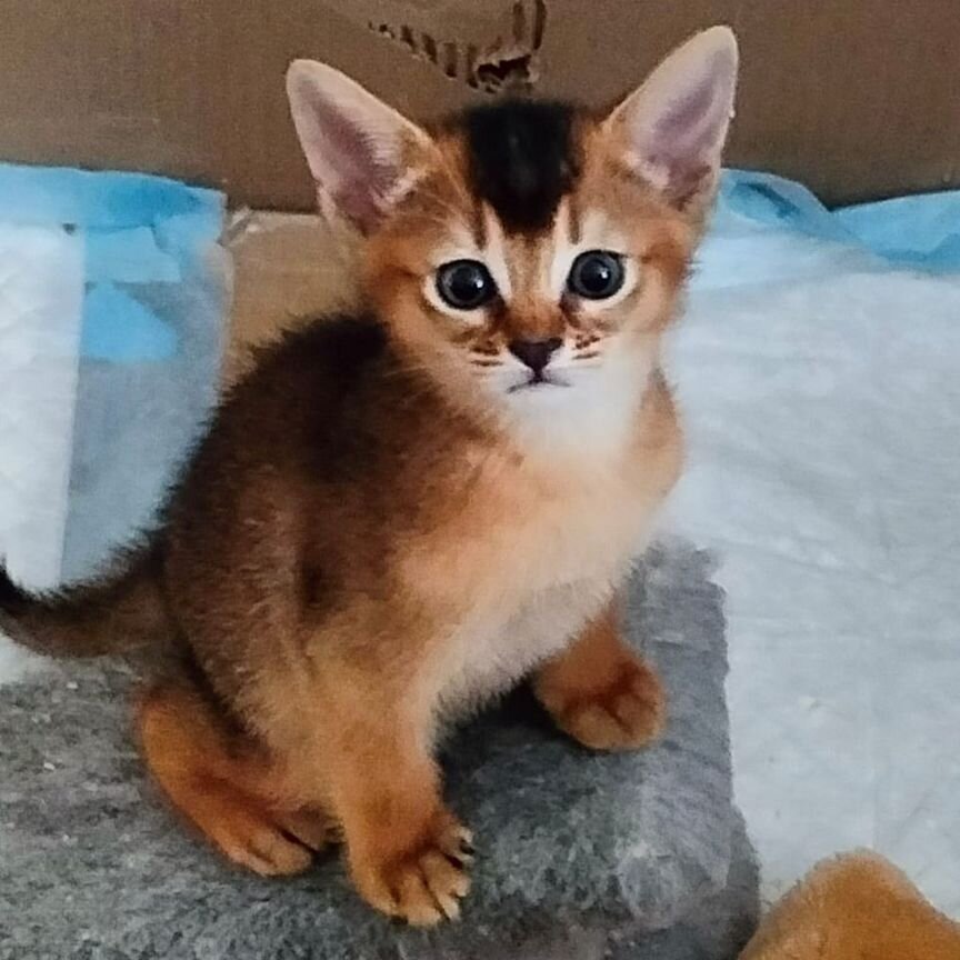 Котята