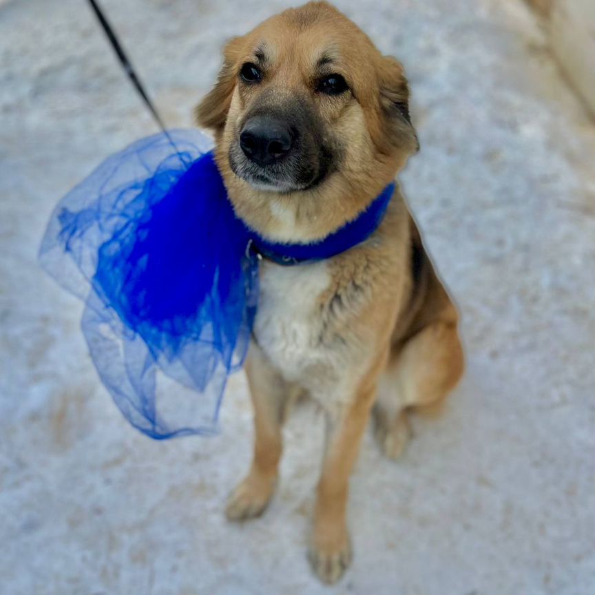 Взрослая собака в добрые руки