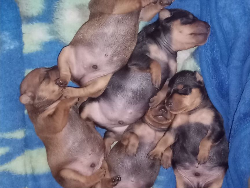 Минидоберман или цвергпинчер