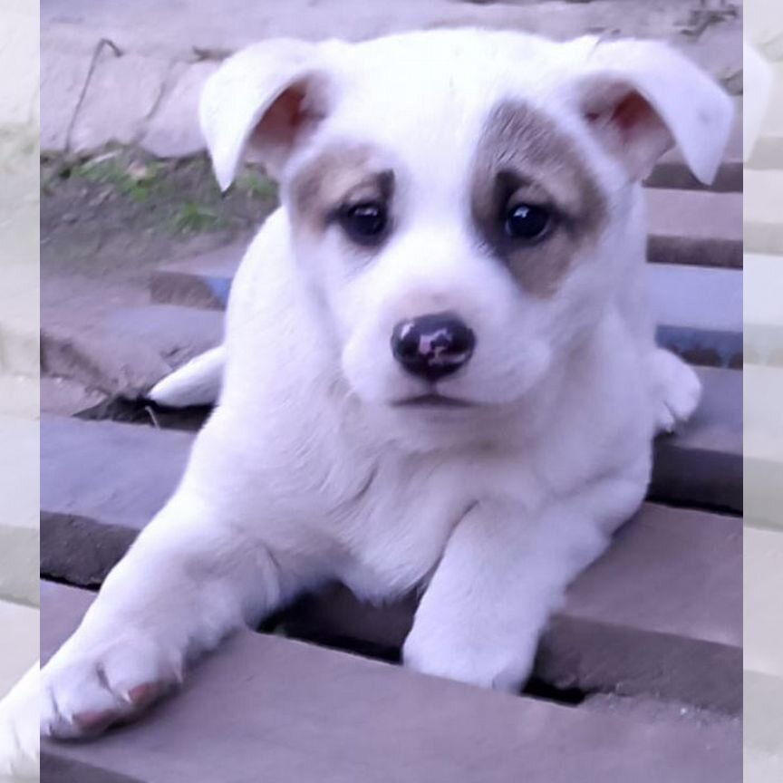 Щенок в добрые руки