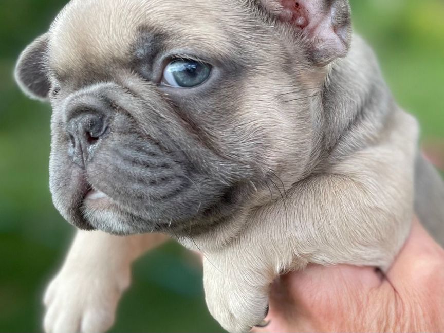 Французский бульдог редкого окраса
