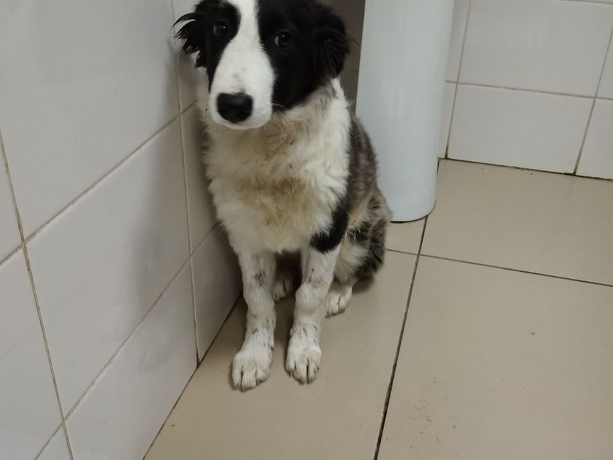 Отдам в добрые руки щенка