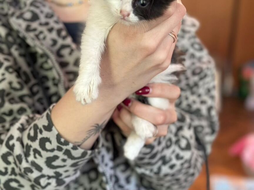 Милый котенок в дар