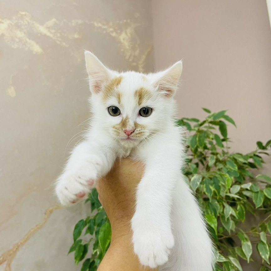 Котики бесплатно в добрые руки