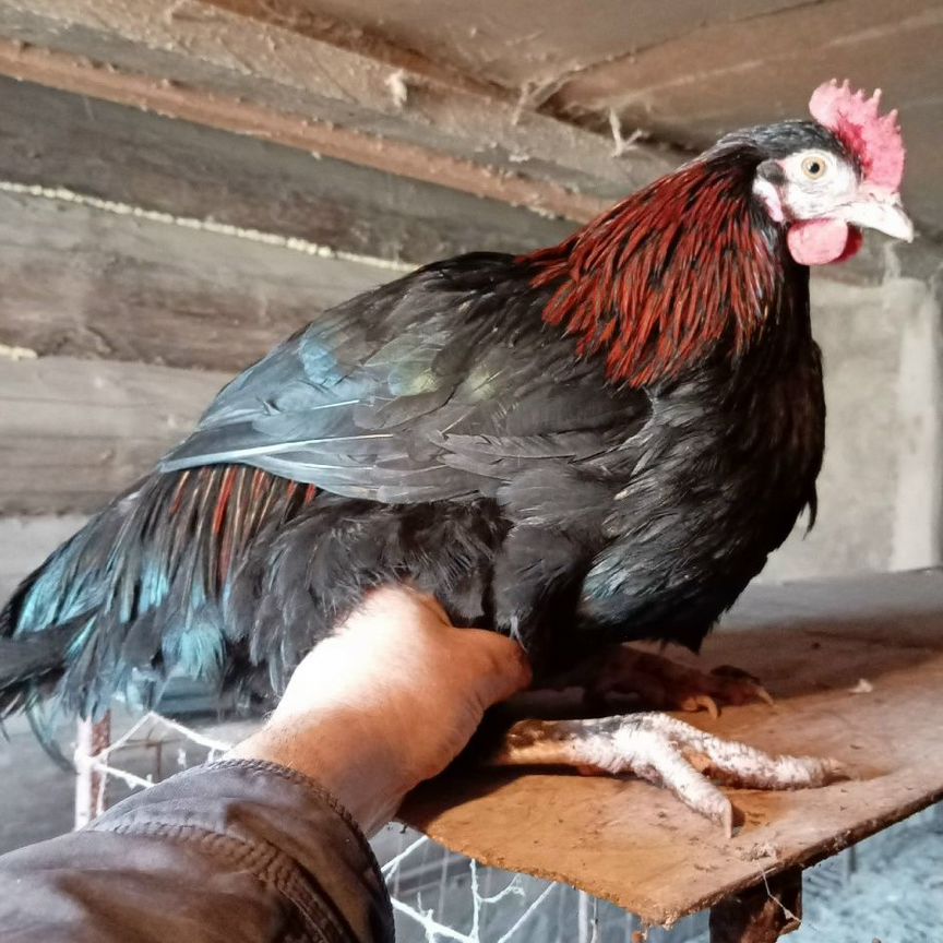 Петух молодой домашний