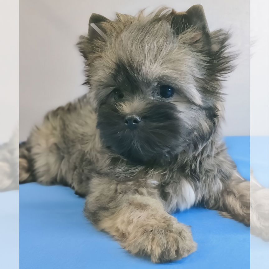 Йоркширский терьер, щенок