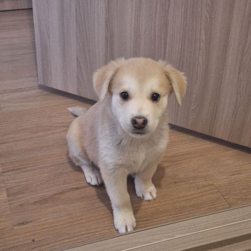 Щенок в добрые руки