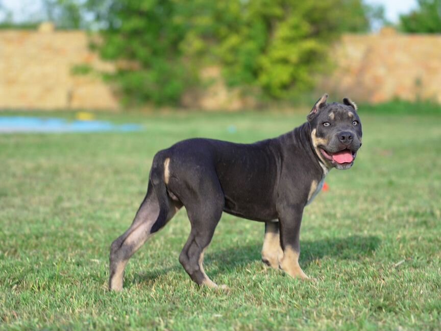 Американский Булли XL щенок 3 месяца