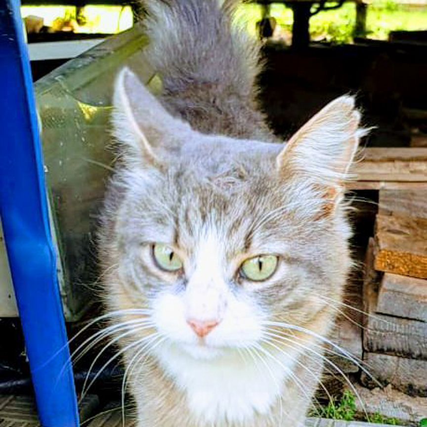 Ласковый молодой котик Бася ищет дом