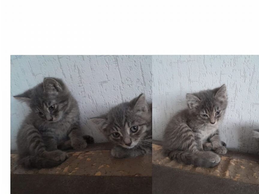 Кошки