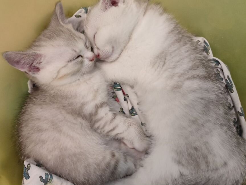 Кошки