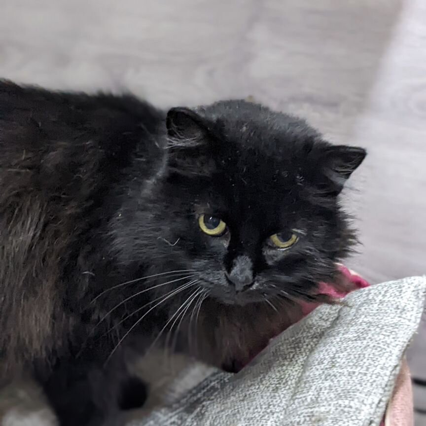 Эвелин нужна семья