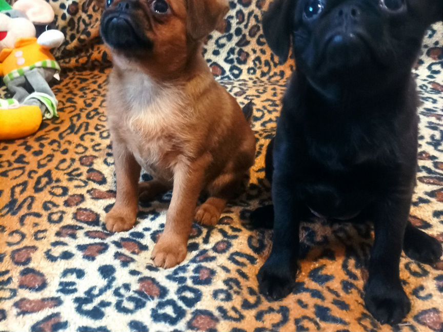 Малышки пти брабансон