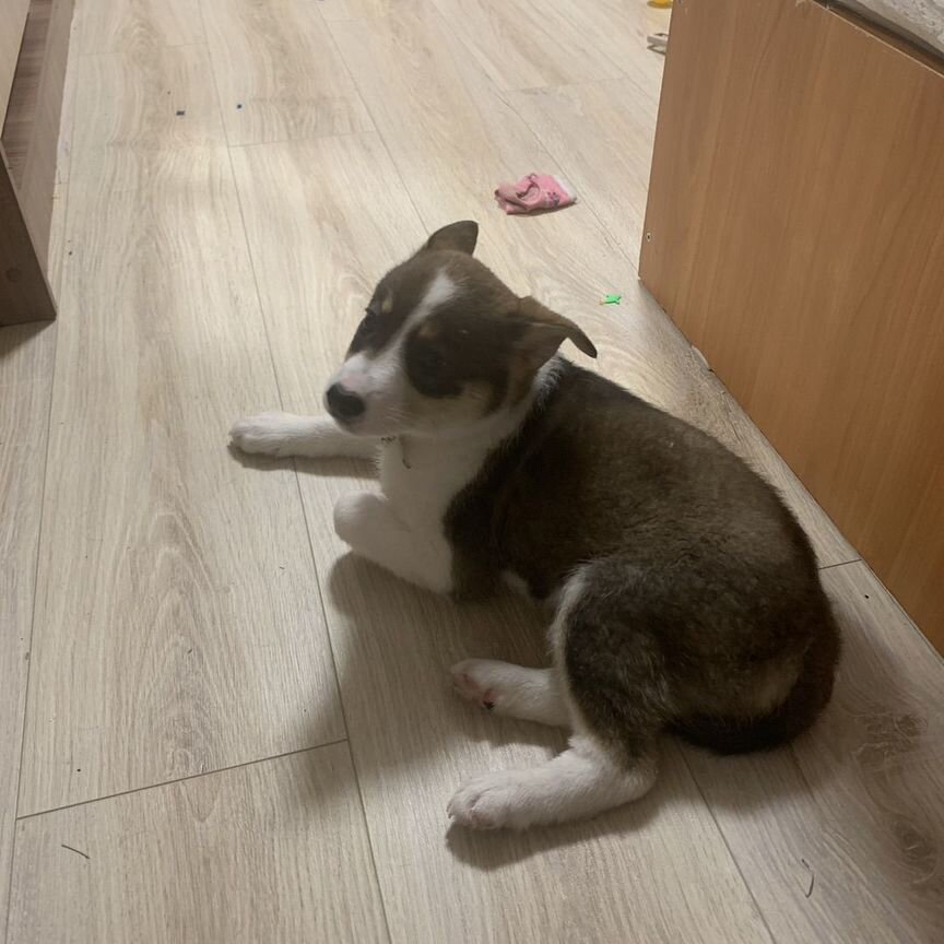 Отдам в добрые руки щенок