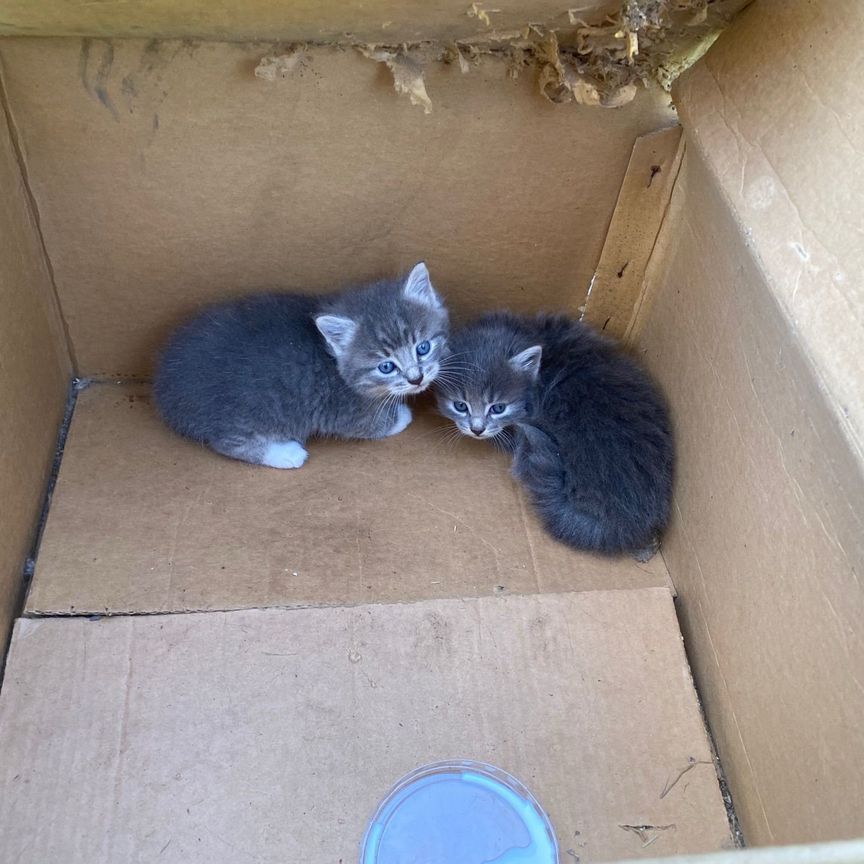 Котята ищут дом