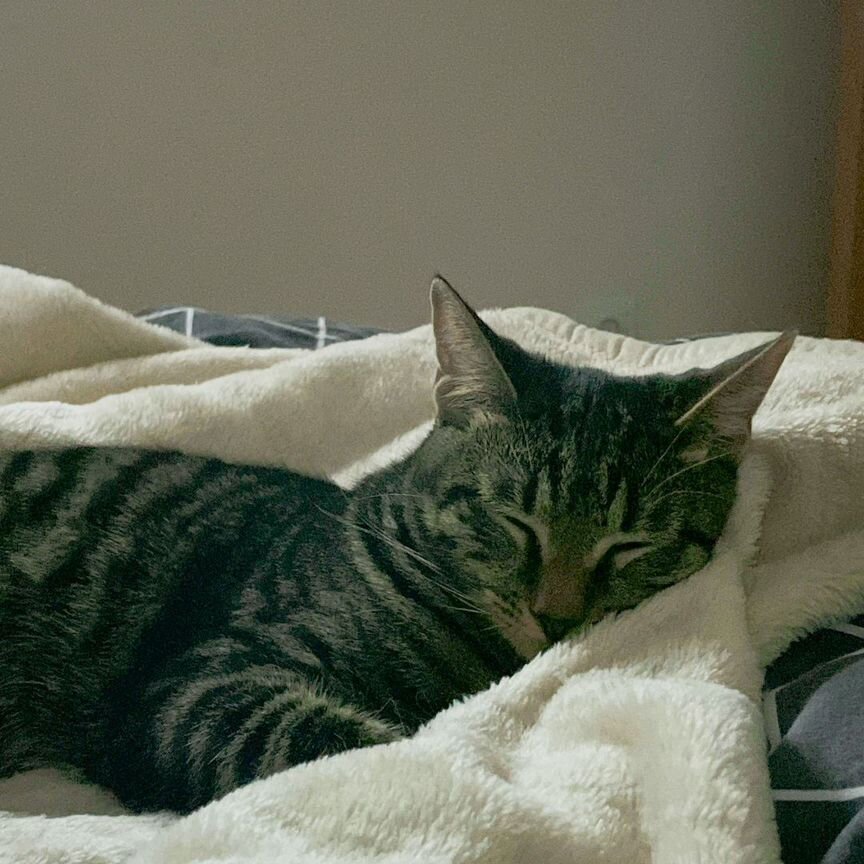 Котик в добрые руки