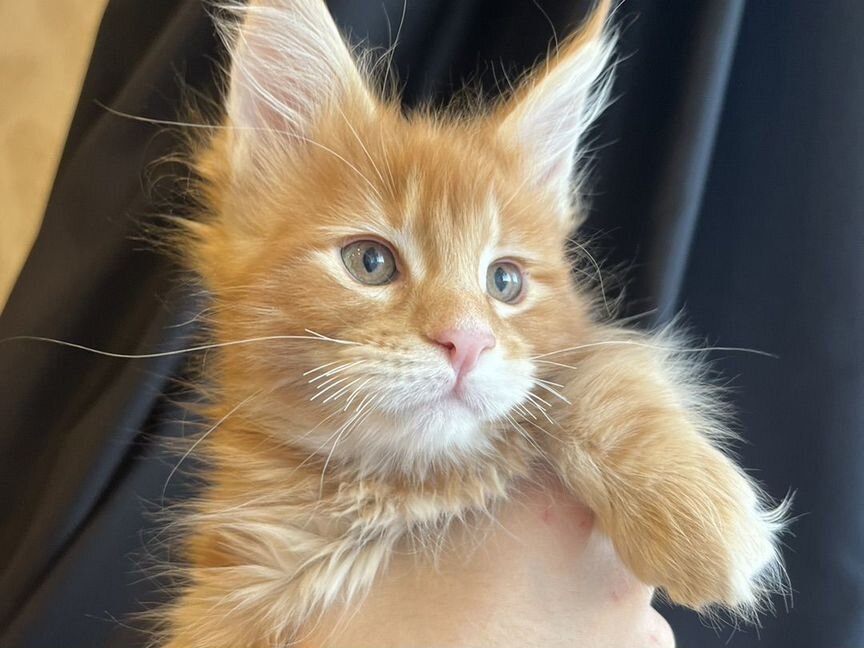 Котята Мейн-кун рыжие