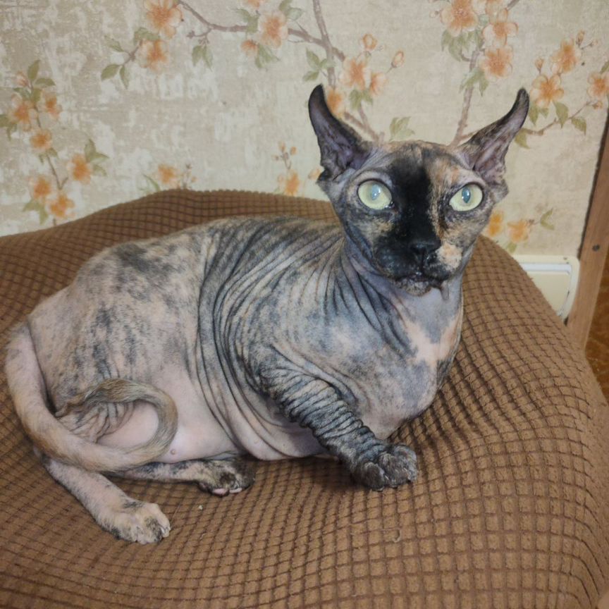 Сфинкс. Эльфочка. Ищем лучший дом