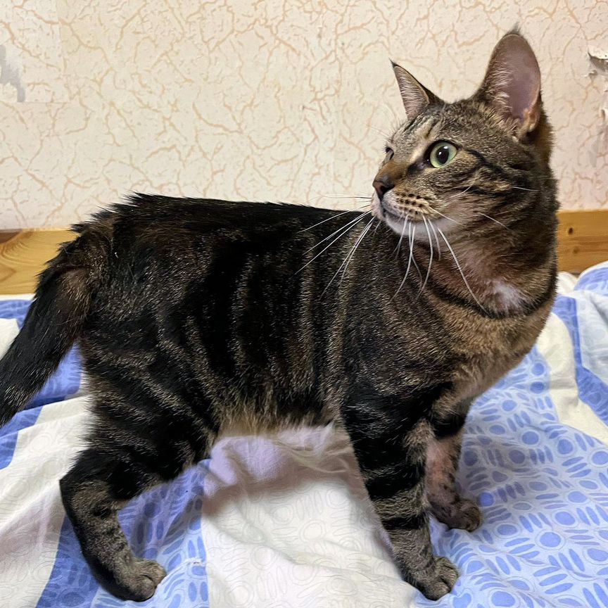 Кошечка в добрые руки