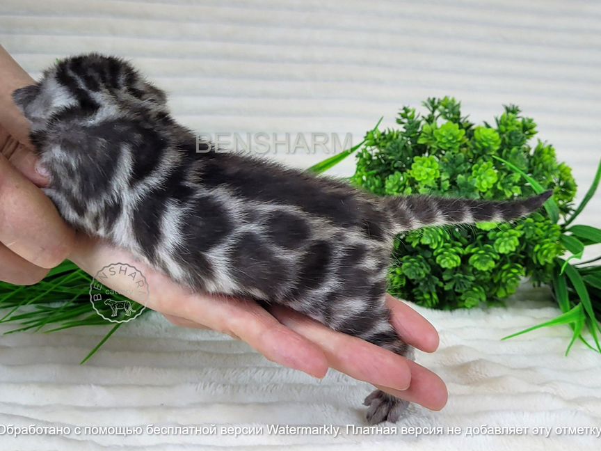 Бенгальские котята с документами