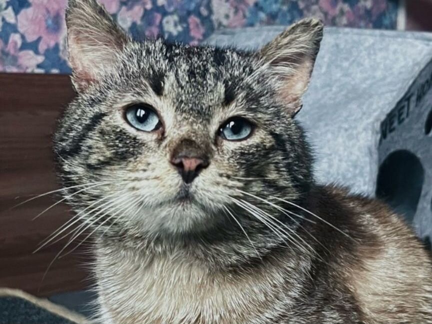 Котик голубоглазый ищет заботливых хозяев