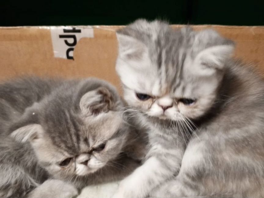 Персидские котята экзоты