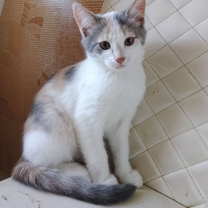 Трёхцветная кошечка