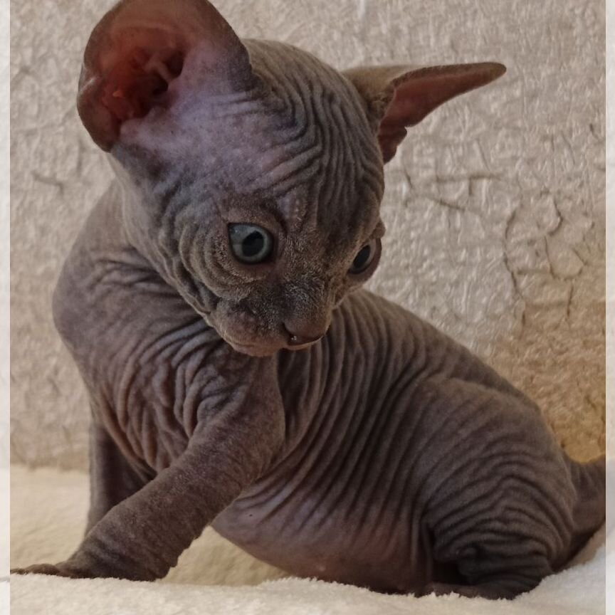 Канадский сфинкс мальчик Jewellery