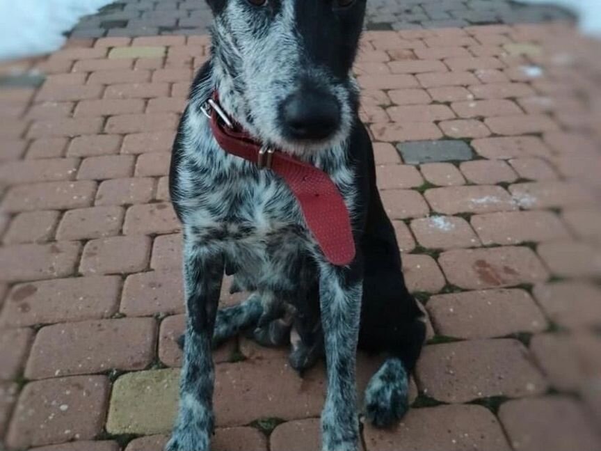 Собака в добрые руки отдам бесплатно