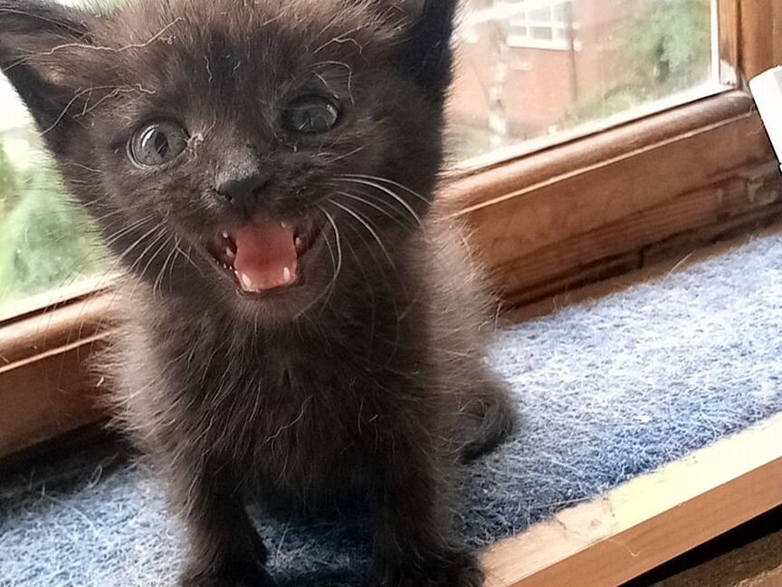 Котёнок Черничка из под кустика