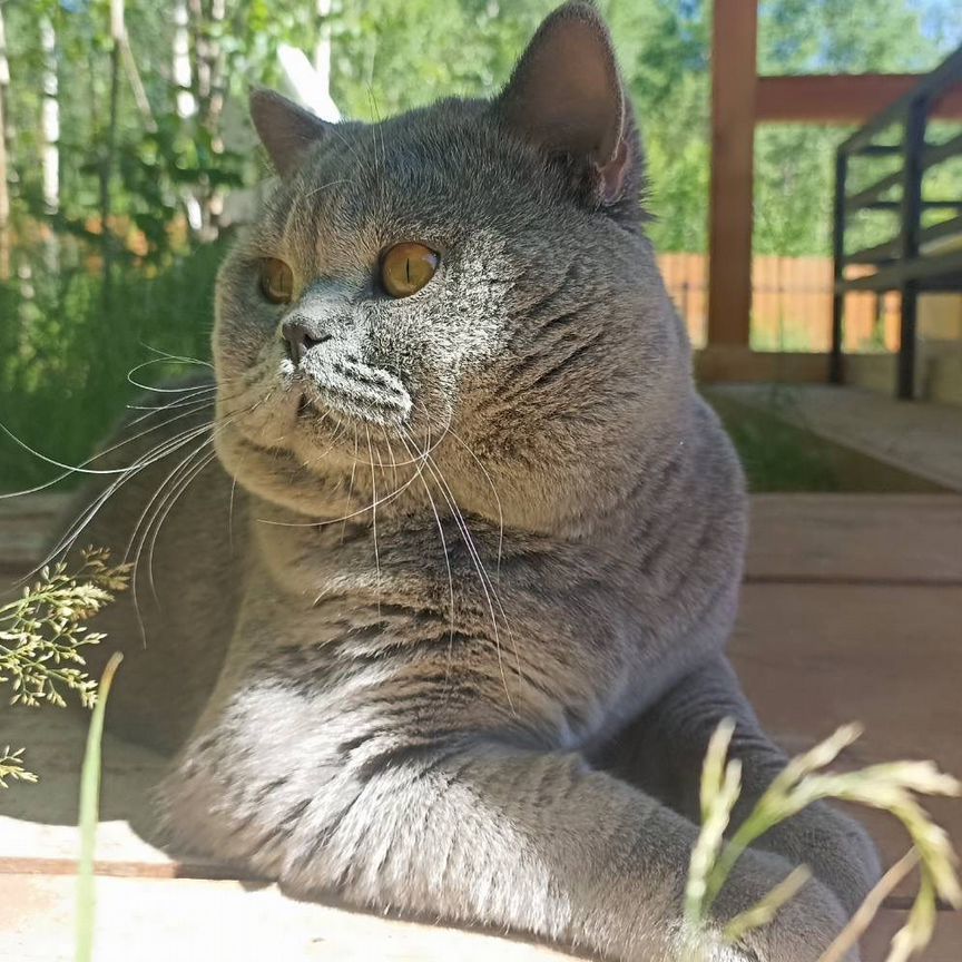 Британский кот