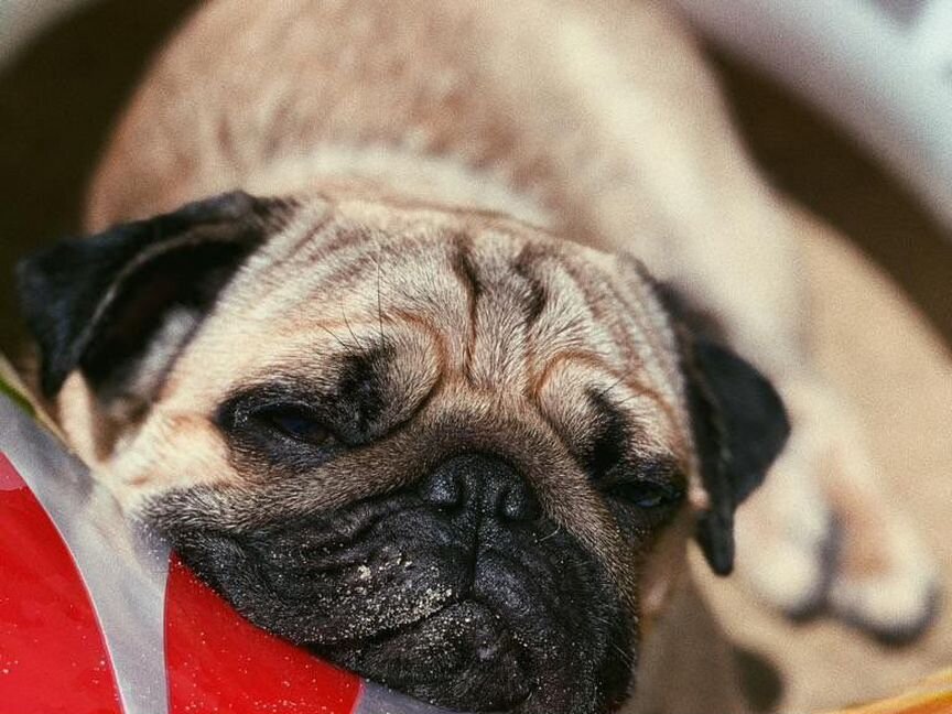 Мопс вязка мальчик